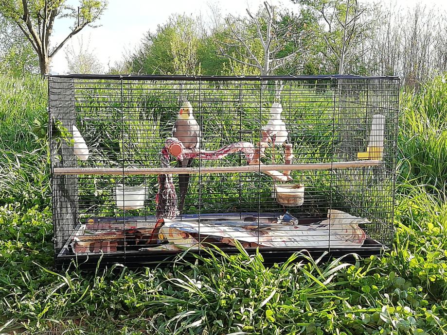 Prodajem prekrasnog mladog mužjaka nimfe s kavezom