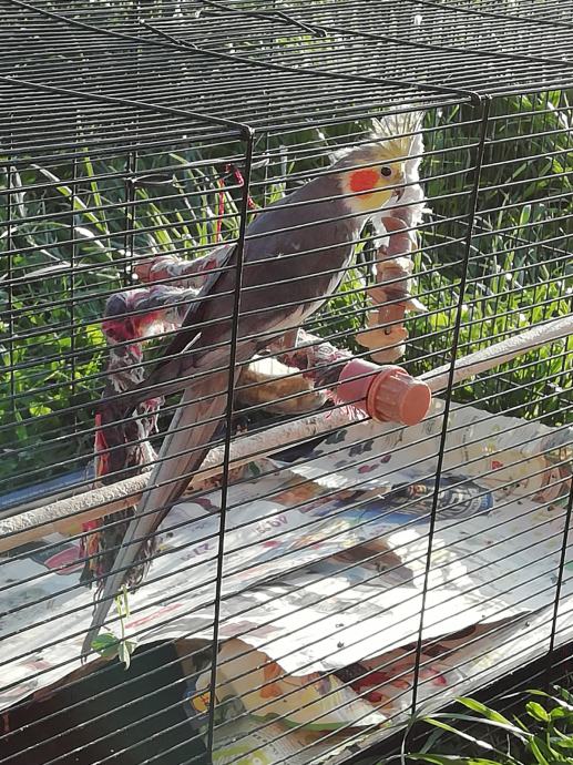 Prodajem prekrasnog mladog mužjaka nimfe s kavezom