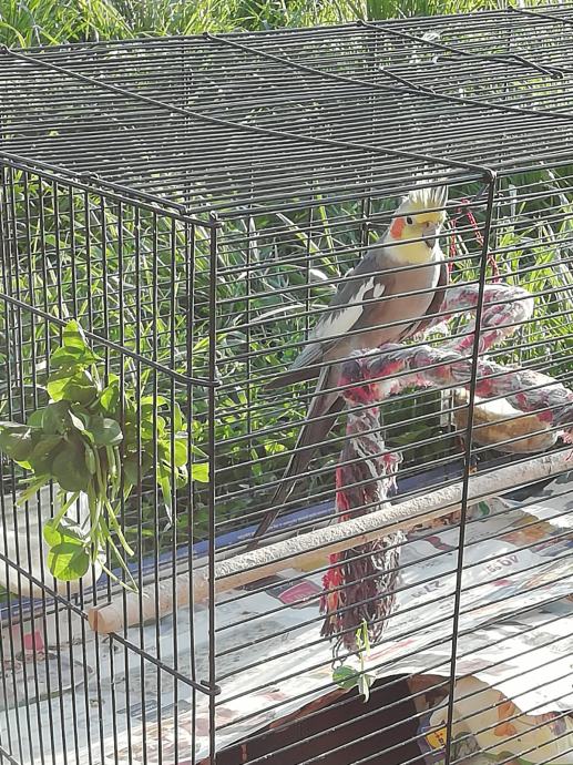 Prodajem prekrasnog mladog mužjaka nimfe s kavezom