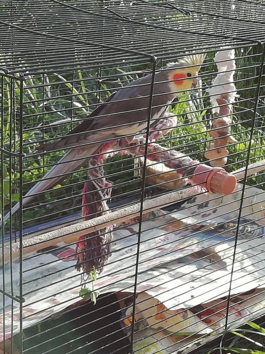 Prodajem prekrasnog mladog mužjaka nimfe s kavezom