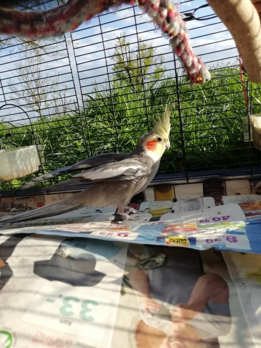 Prodajem prekrasnog mladog mužjaka nimfe s kavezom