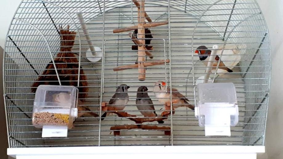 Prodajem ptice australske zebe s kavezom