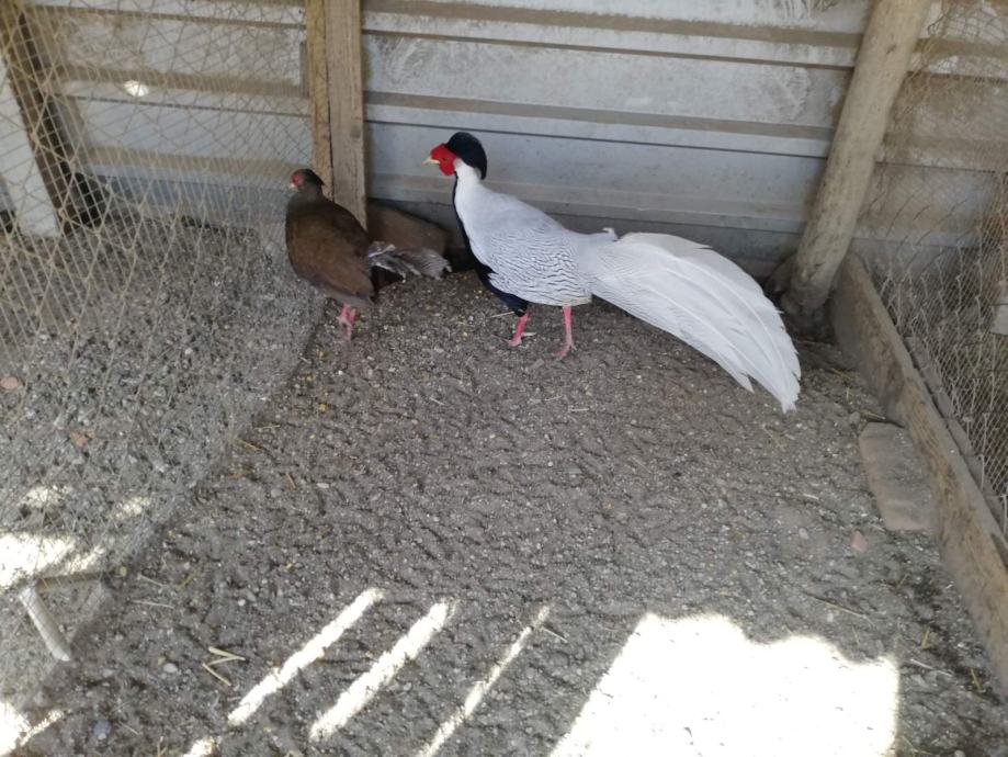 Prodaju se Američki kingovi, srebrni fazani (plodni) i maleni golubovi