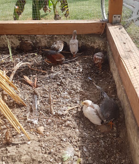 Prodaju se mlade kineske prepelice