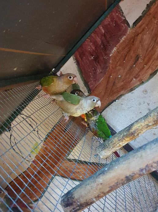 Pyrrhura molinae parovi