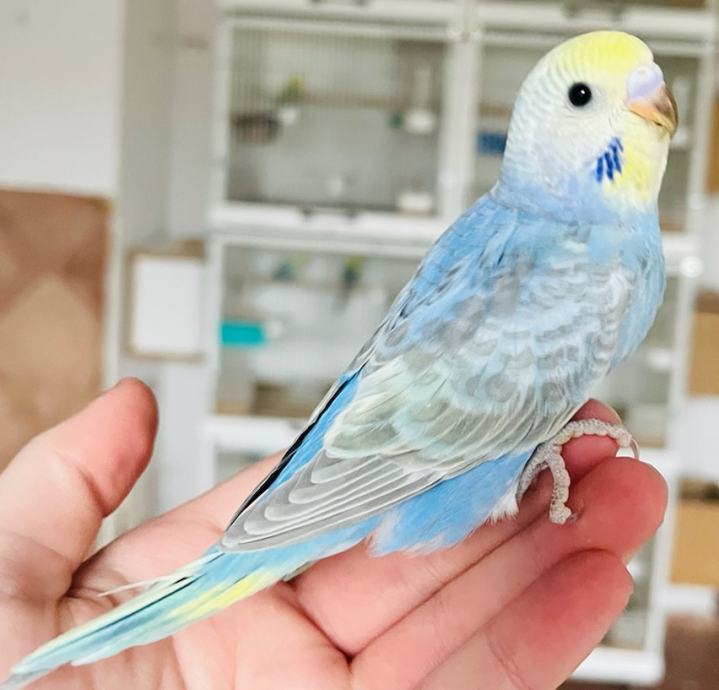 Pitoma rainbow tigrica