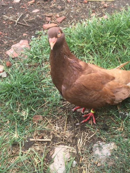 Rimski golubovi Remeri