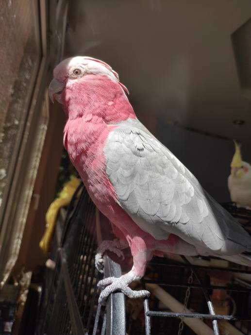 Oprema za papige i roza kakadu