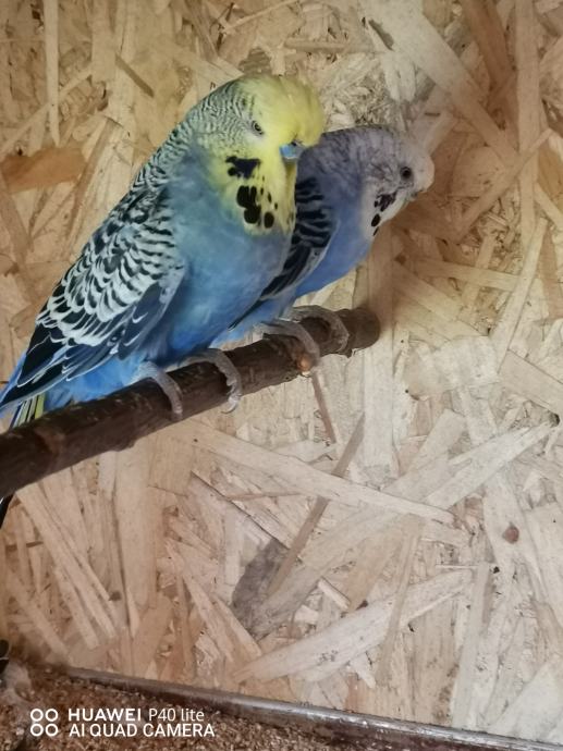 Rozenkolisi,tigrice,zebice,dijamantni golubici