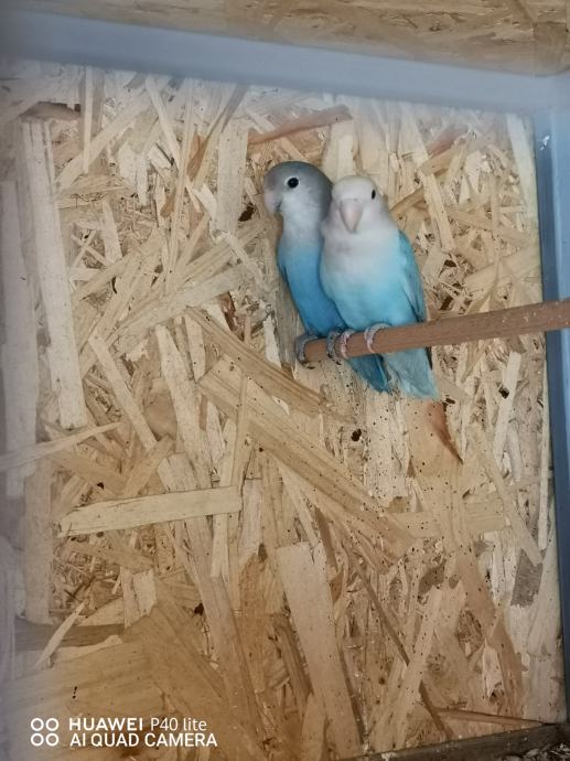 Rozenkolisi,tigrice,zebice,dijamantni golubici