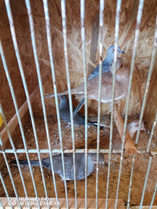 Rozenkolisi,tigrice,zebice,dijamantni golubici