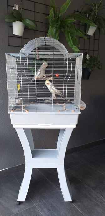 ručno hranjene nimfe i kavez