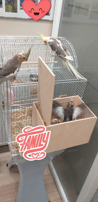 ručno hranjene nimfe i kavez