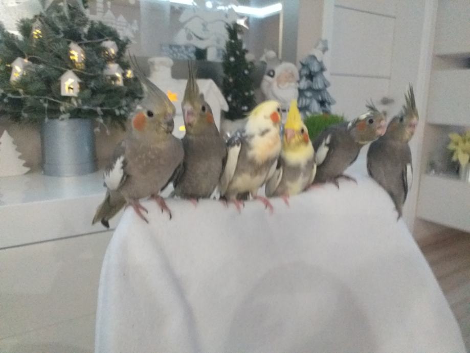 ručno hranjene nimfe i kavez