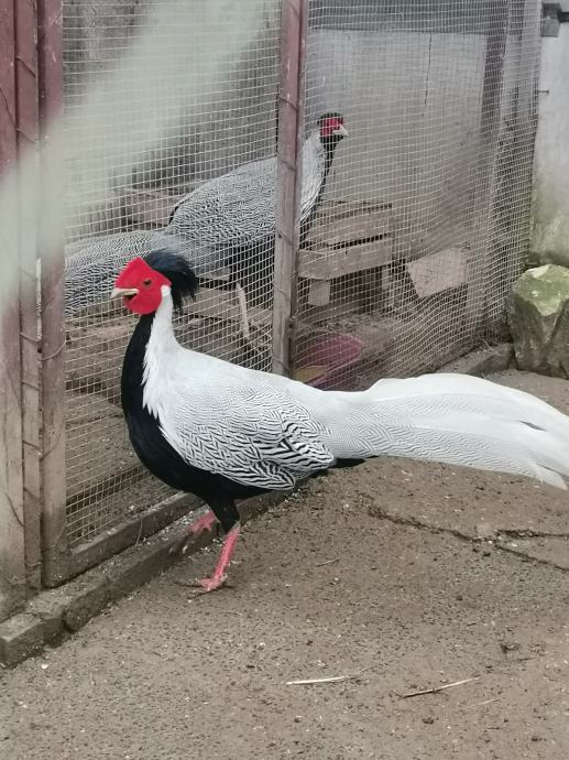 Srebrni i zlatni fazani