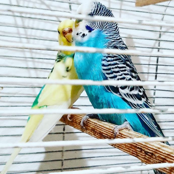 Mlade Papige Tigrice