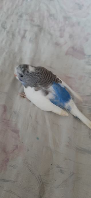 Mlade Papige Tigrice