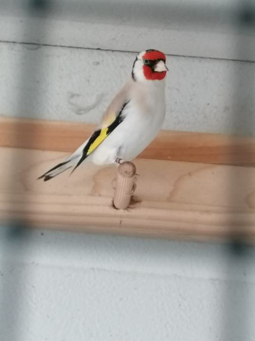 Štiglic ptice majori u mutaciji