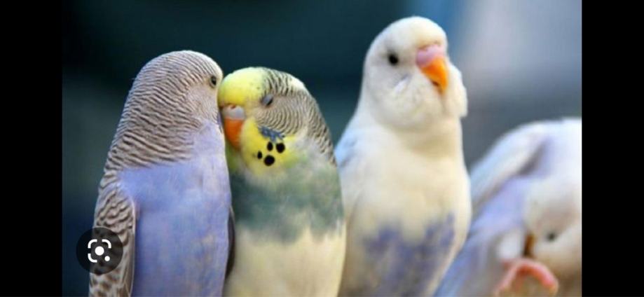 Tigrice , nimfe i australske zebe