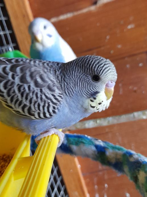 Mlade papigice tigrice pitome