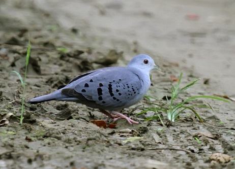 ukrasne grlice i fazani
