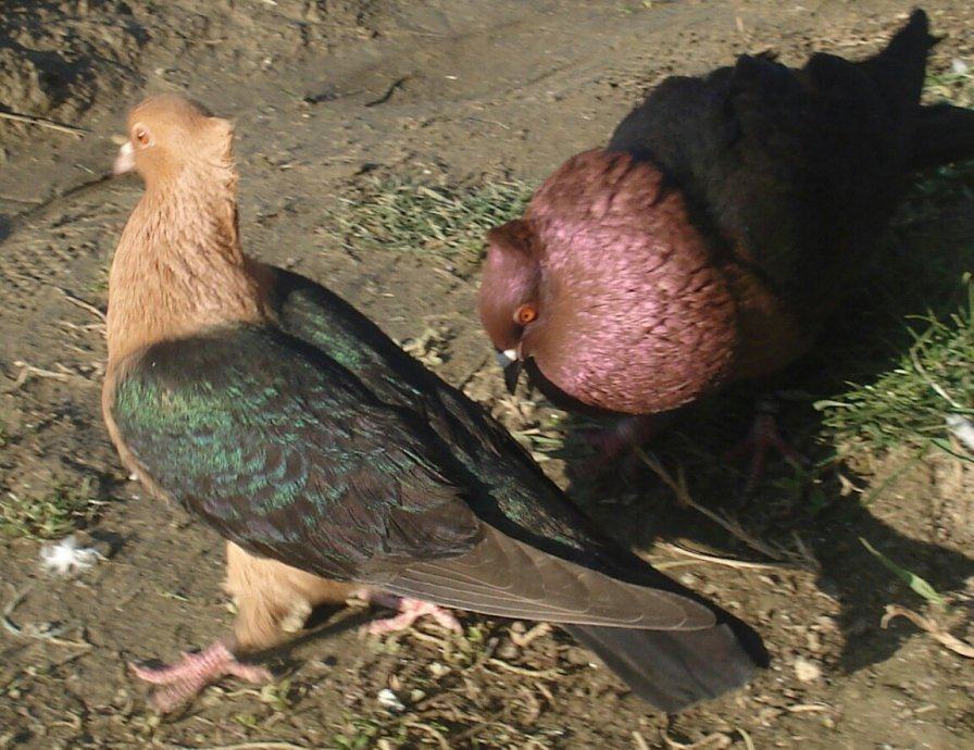 Ukrasni golubovi Dalmatinska zimovka