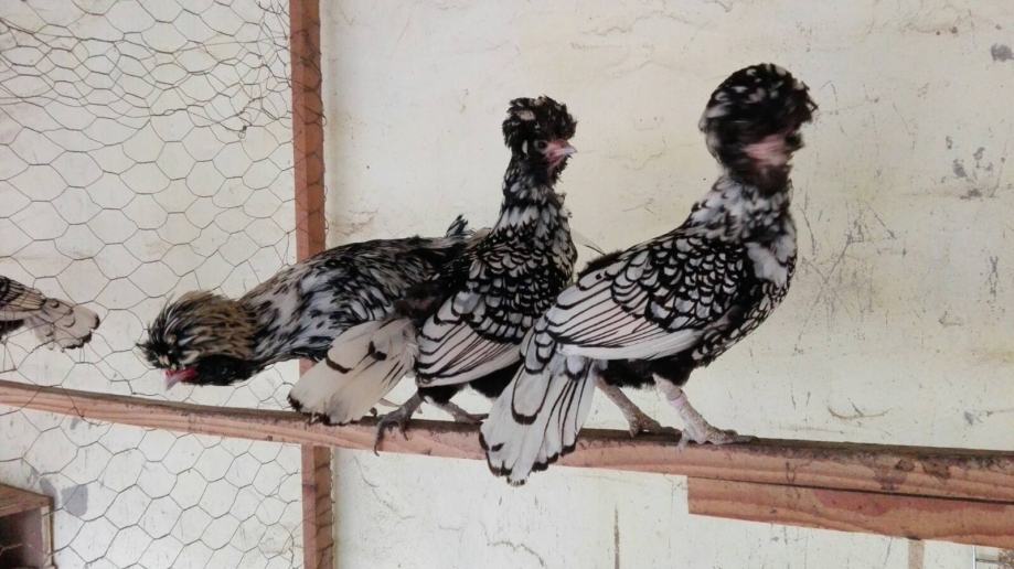UKRASNE KOKOŠI (padovanske kokoši)