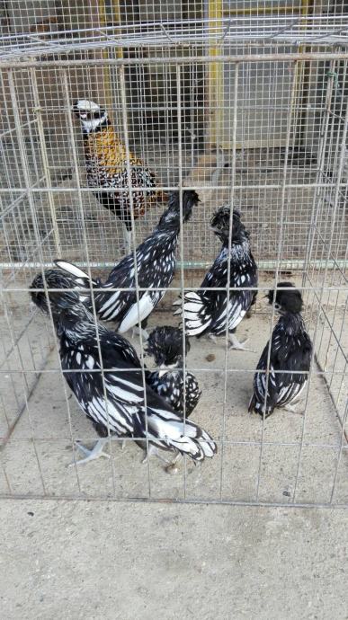 UKRASNE KOKOŠI (padovanske kokoši)