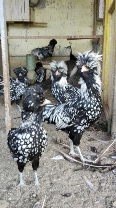 UKRASNE KOKOŠI (padovanske kokoši)