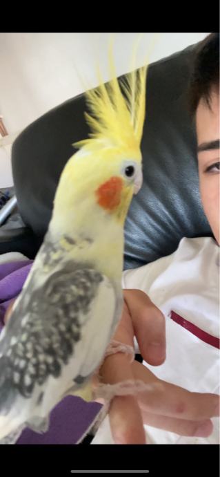 Umiljata papiga nimfa