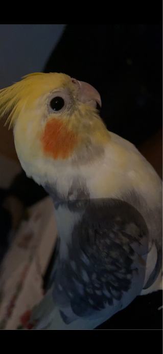 Umiljata papiga nimfa