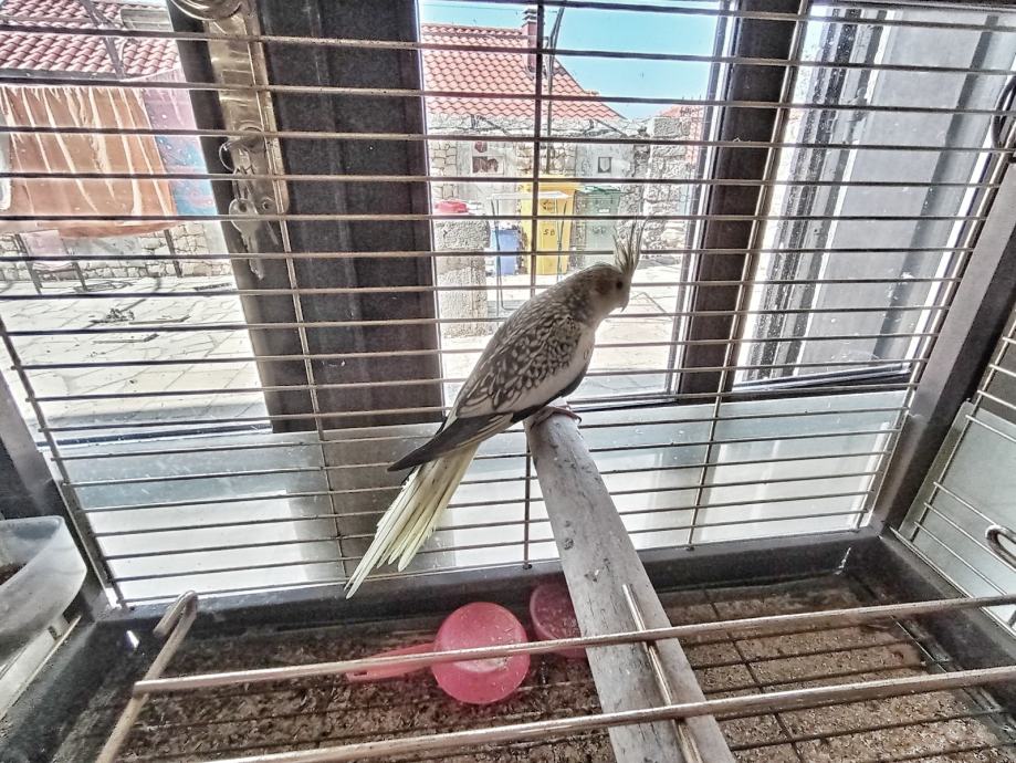 Veliki kavez za ptice, sa dvije NIMFE, prodajem.