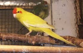 Virđinijske prepelice, papiga kozica, pjevajuća papiga