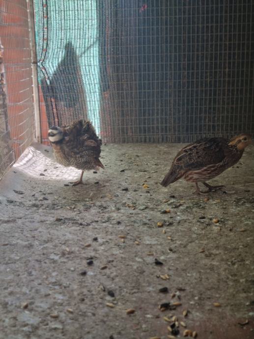 Virđiniske prepelice