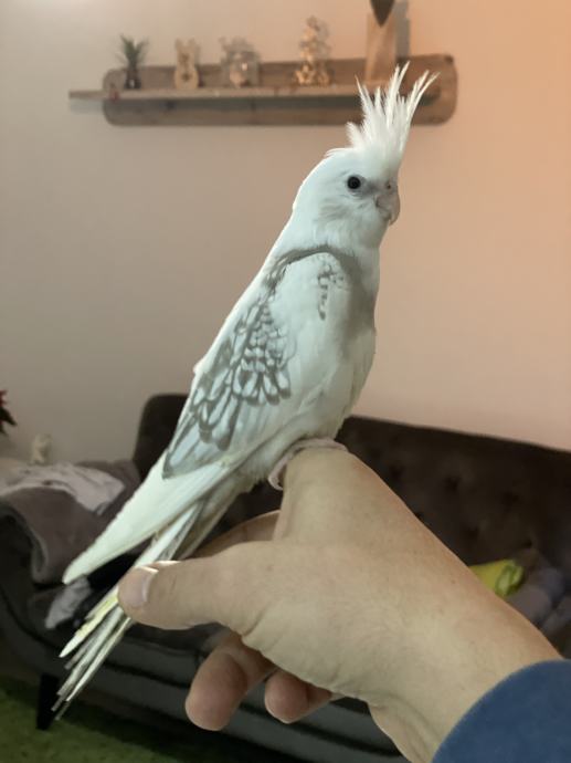 white-faced Nimfa sa krletkom