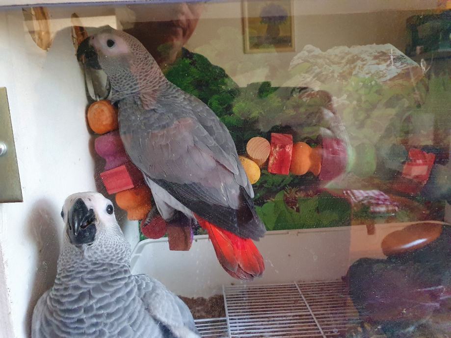 Žako, afrički sivi papagaj