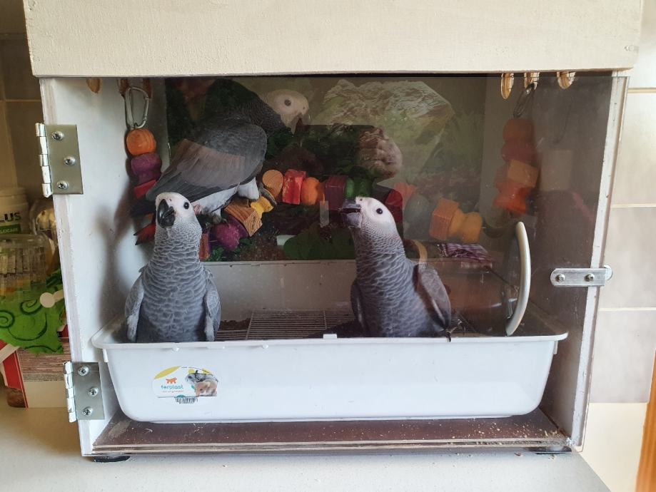 Žako, afrički sivi papagaj