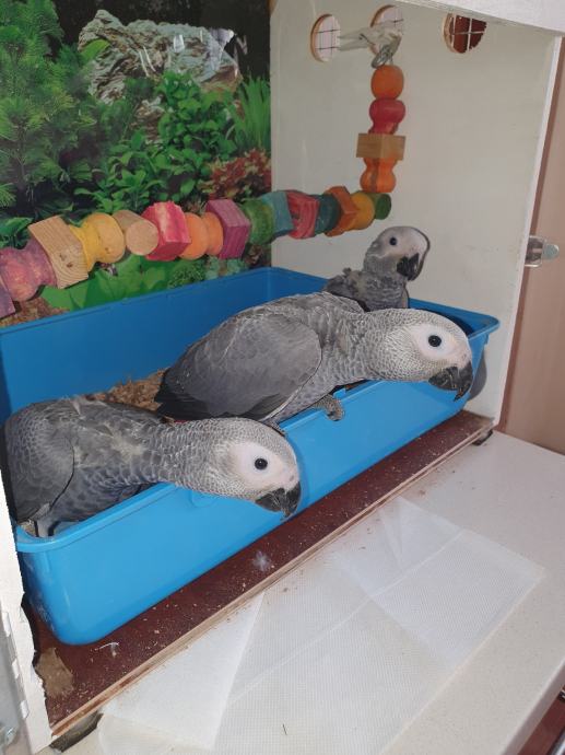 Žako, afrički sivi papagaj