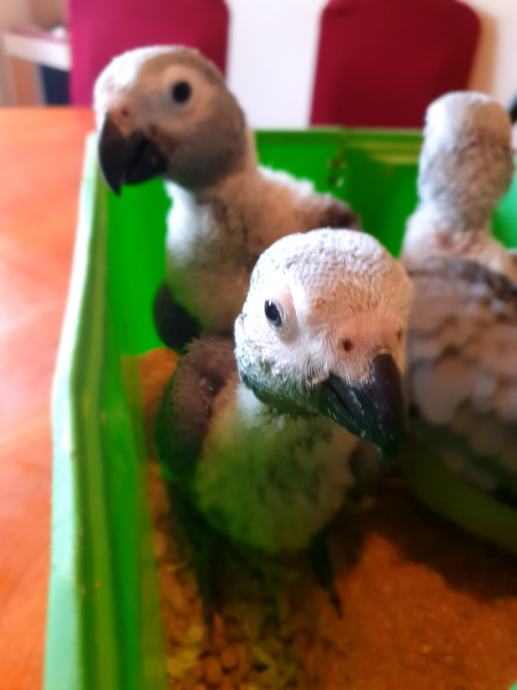 Žako, afrički sivi papagaj