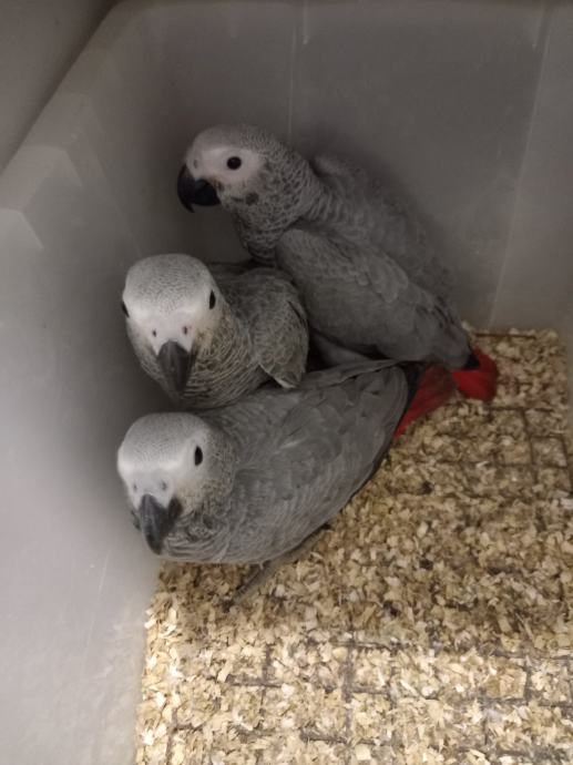 Žako papige ručno hranjene