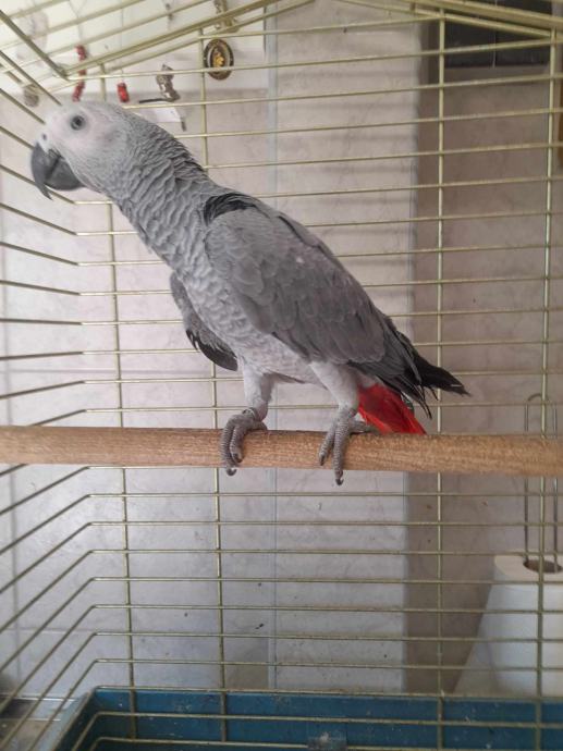 zakoi rucno hranjeni