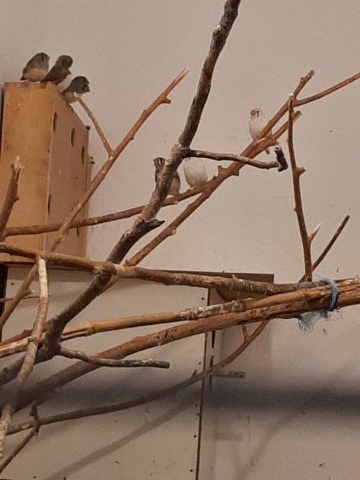 ZEBICE AUSTRALSKE, ŠARENI GALEBIĆI i MLADE TIGRICE