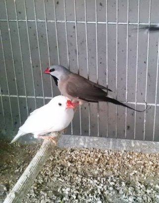 Zebice 15 komada prodajem