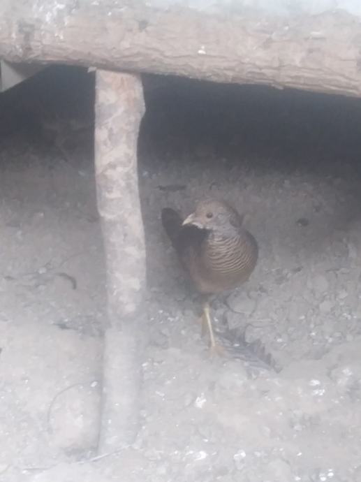 Zlatni fazani i dijamantni