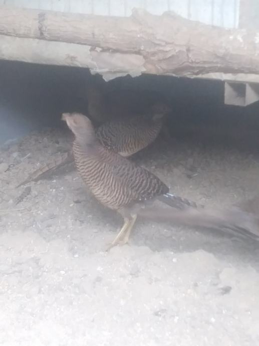 Zlatni fazani i dijamantni