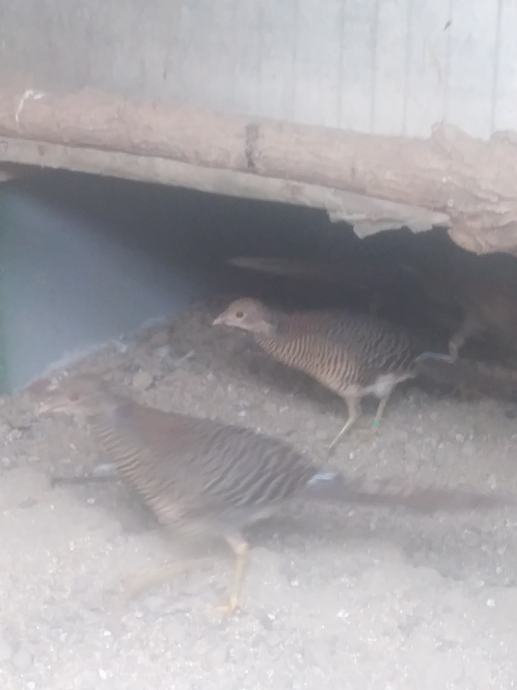 Zlatni fazani i dijamantni