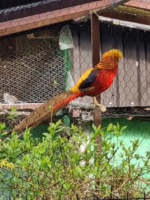 Zlatni fazani PAR 300kn