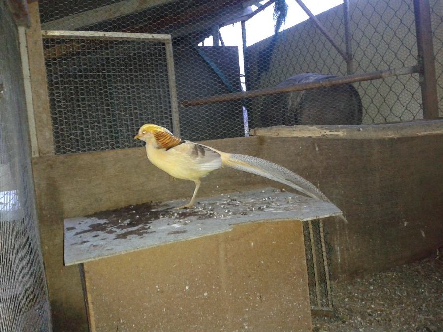 Zlatni i platinasti fazani