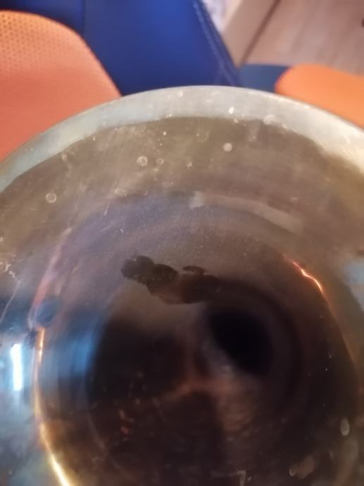 Amati starija Krilnica sa 1 1/2 F Amati usnikom