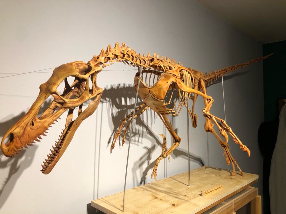 Kostur dinosaura, replika fosila, dinosaur, velociraptor